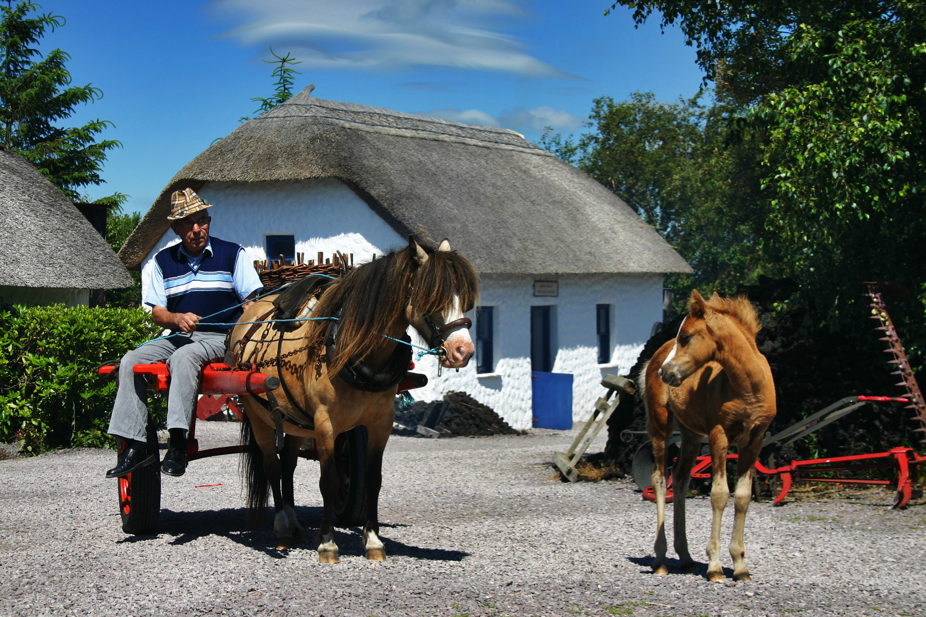 Promoting Ireland's Rare Kerry Bog Ponies | Bunratty Castle & Folk Park